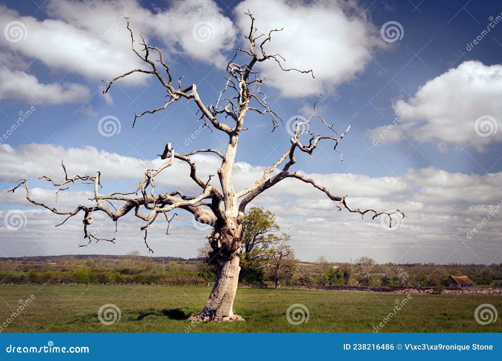 Dead tree in a field stock photo. Image of blue, landscape - 238216486