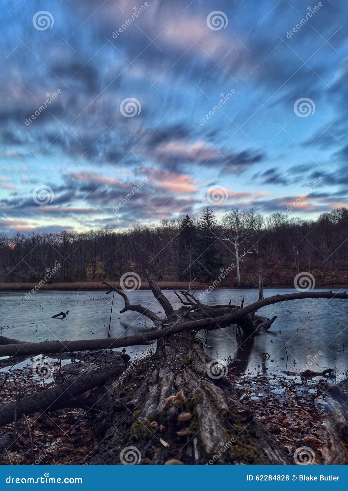 A Dead Tree Sticking into the Lake Stock Photo - Image of sunset ...