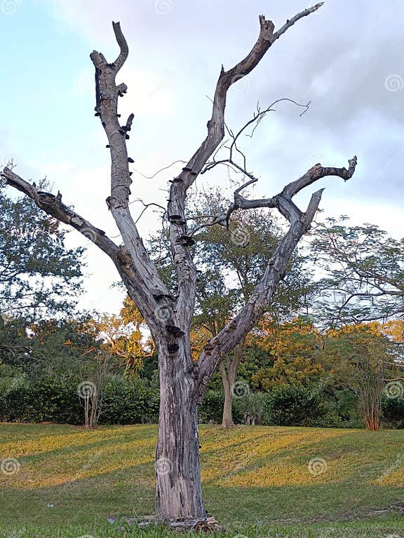 Dead tree still standing stock image. Image of lonely - 271954539