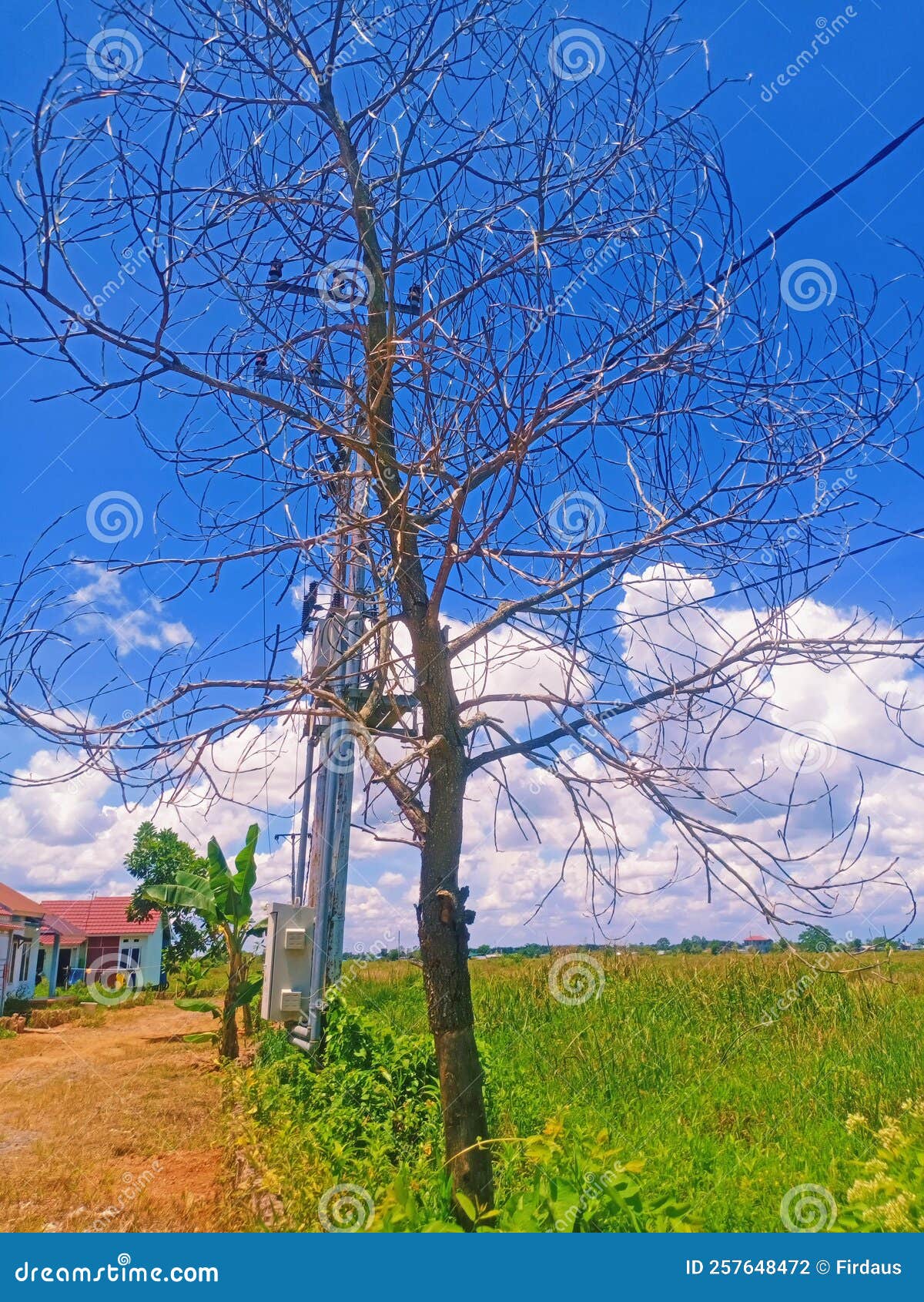 Dead Tree that Still Stands Firm in Nature Stock Photo - Image of firm ...