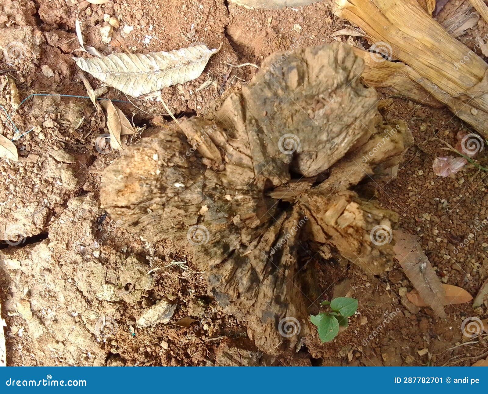 A Dead Tree Still Stuck in the Dry Ground Stock Image - Image of ground ...