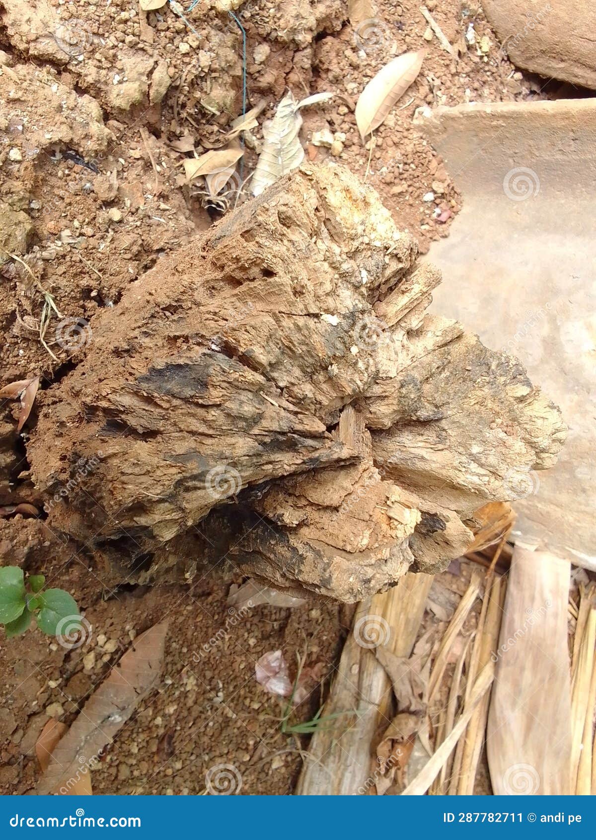 A Dead Tree Still Stuck in the Dry Ground Stock Image - Image of dead ...