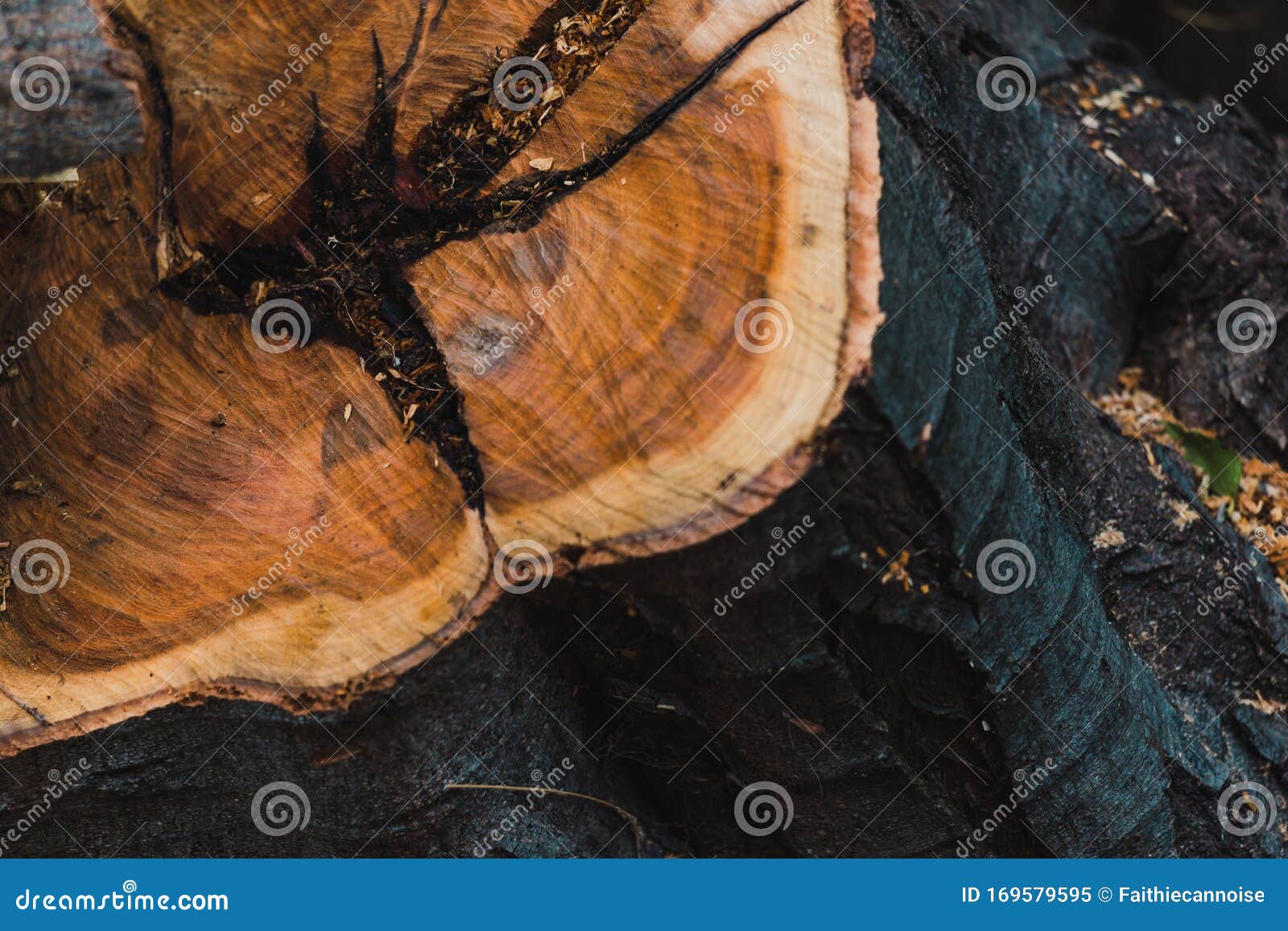885 Tree Stomp Stock Photos - Free & Royalty-Free Stock Photos from ...