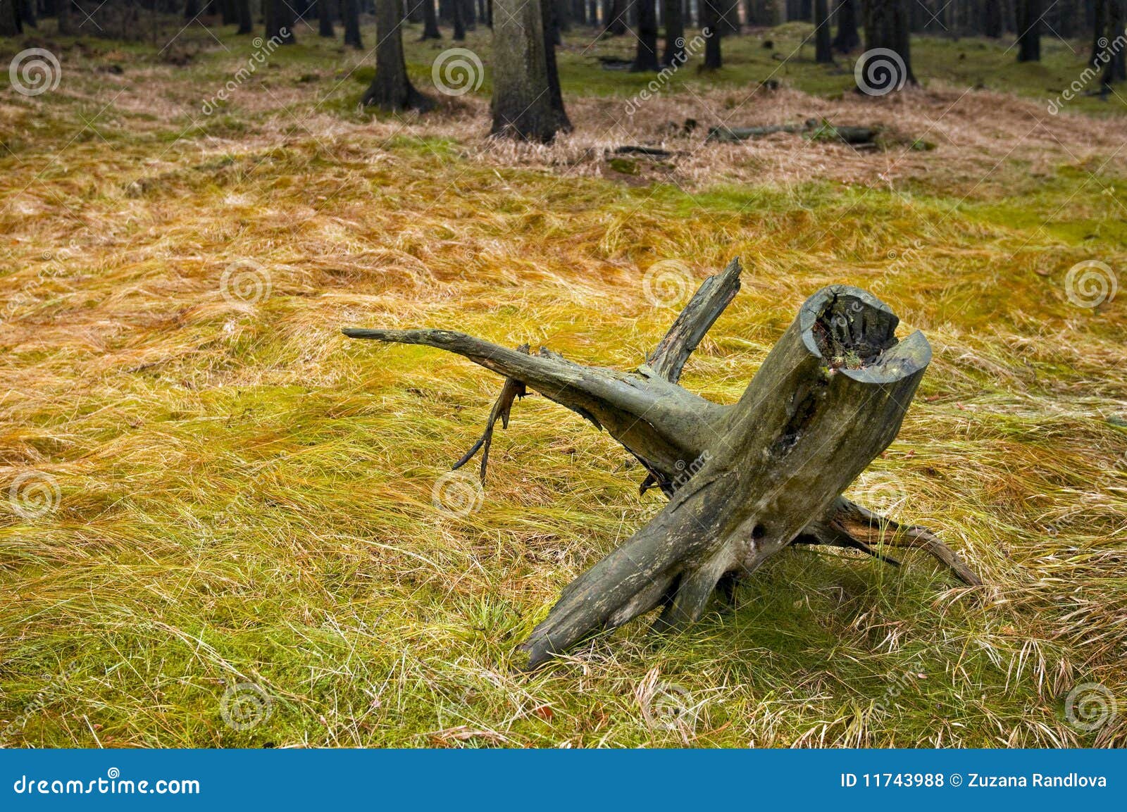 Dead tree stump stock photo. Image of ecology, environmental - 11743988