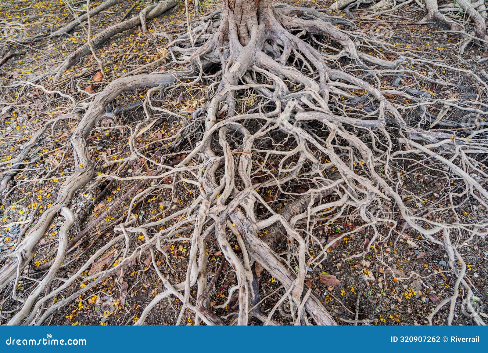 A Dead Tree Stump with Dry Roots Stock Photo - Image of branch, green ...
