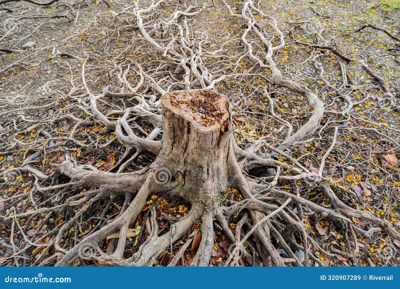 A Dead Tree Stump with Dry Roots Stock Image - Image of texture ...