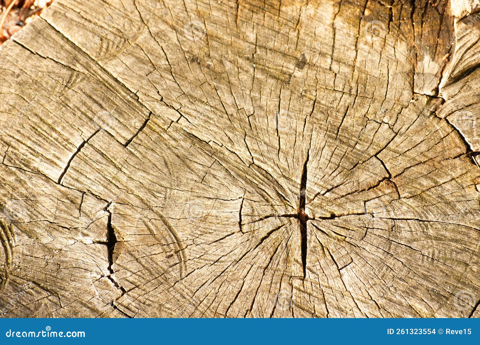 Dead tree stump stock photo. Image of radial, view, dead - 261323554