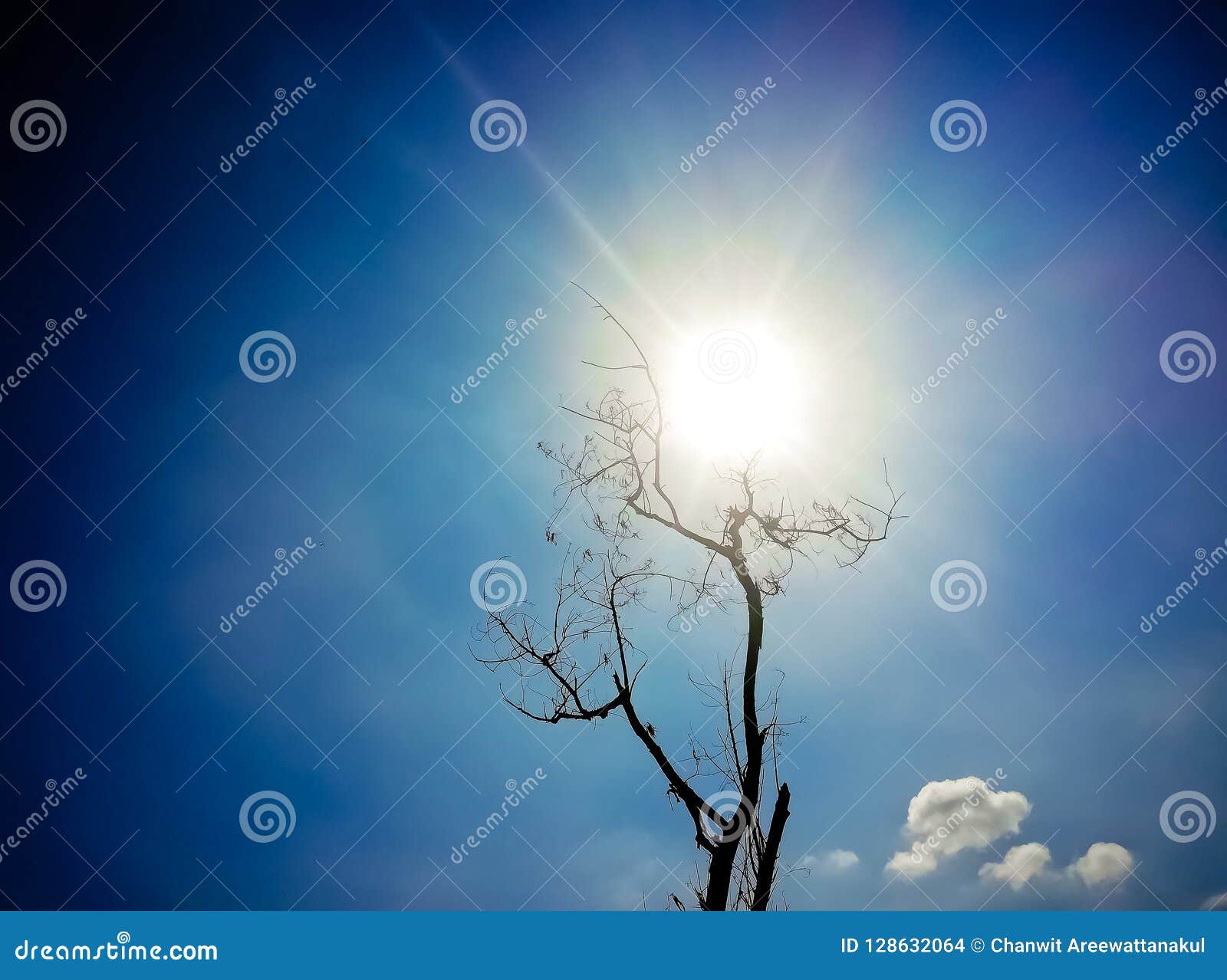 Dead tree in summer stock photo. Image of sunlight, weather - 128632064