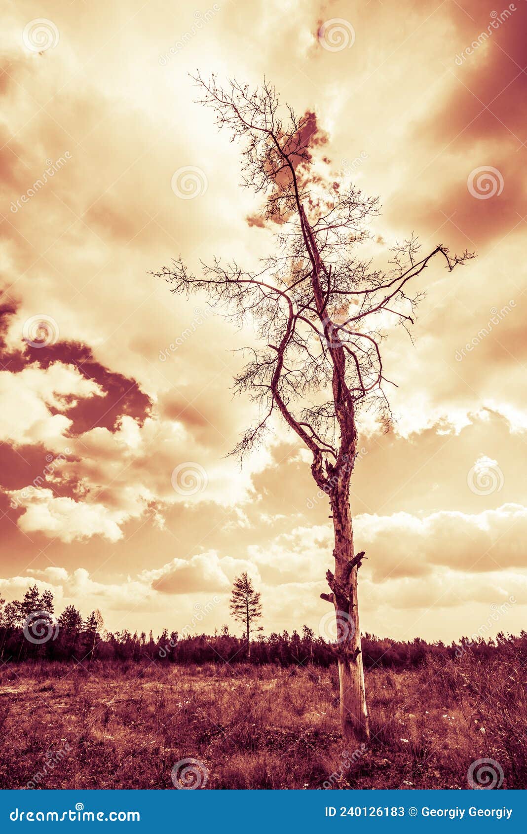 Dead tree in the sun stock image. Image of environment - 240126183