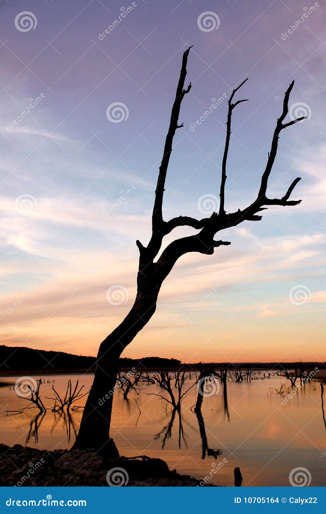 Dead Tree at Sunset stock photo. Image of orange, hill - 10705164