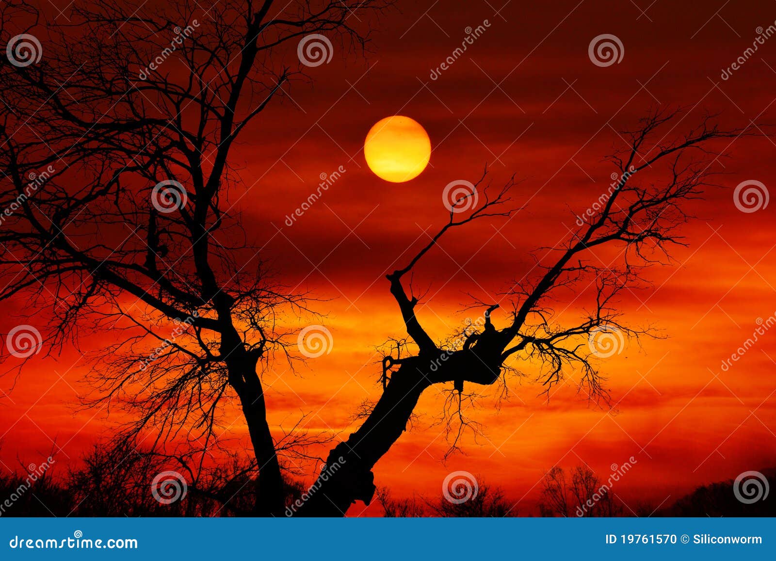 Dead tree sunset stock photo. Image of fantasy, garden - 19761570