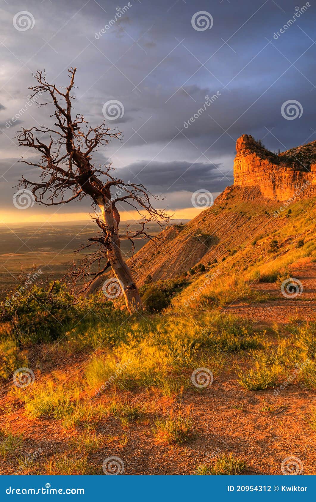 Dead Tree at Sunset stock photo. Image of nature, pikes - 20954312