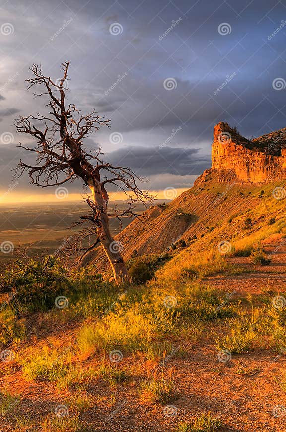 Dead Tree at Sunset stock photo. Image of nature, pikes - 20954312