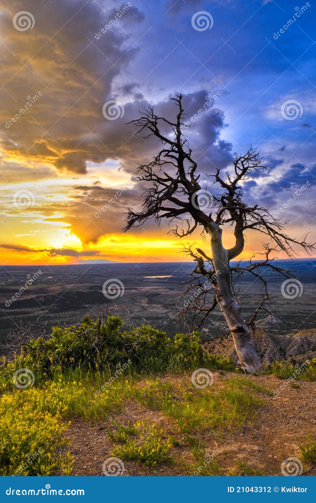 Dead Tree at Sunset stock photo. Image of bright, nature - 21043312
