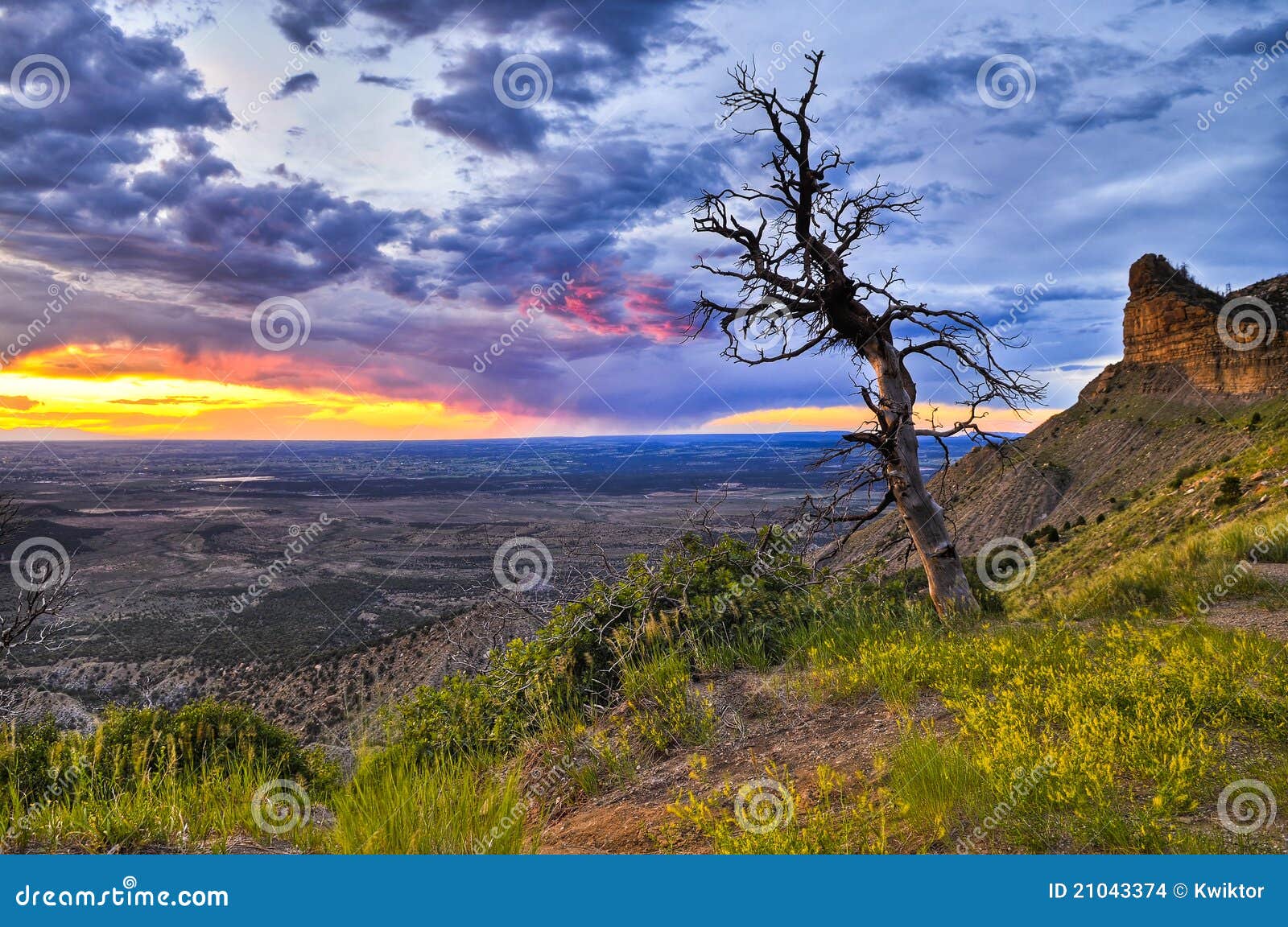 Dead Tree at Sunset stock photo. Image of park, lonely - 21043374