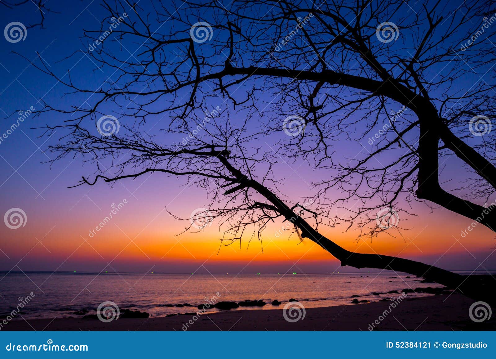 Dead tree at sunset beach stock image. Image of plant - 52384121