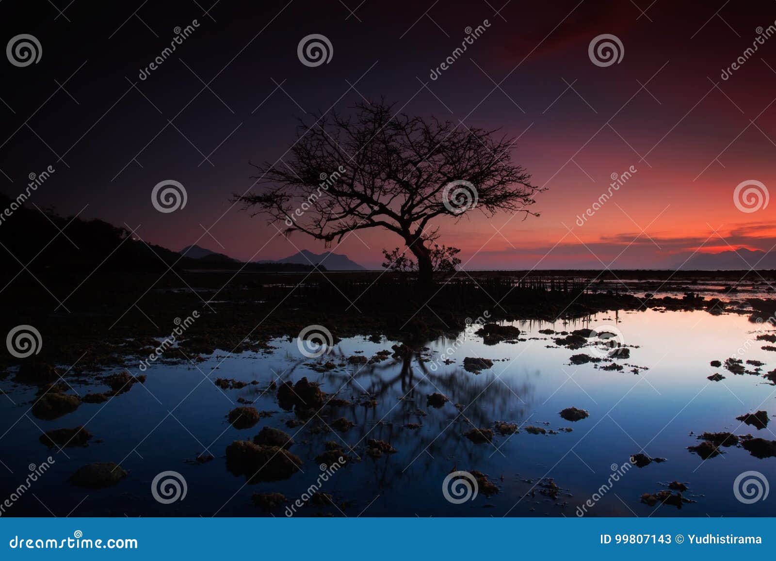 Dead tree at sunset beach stock image. Image of calm - 99807143