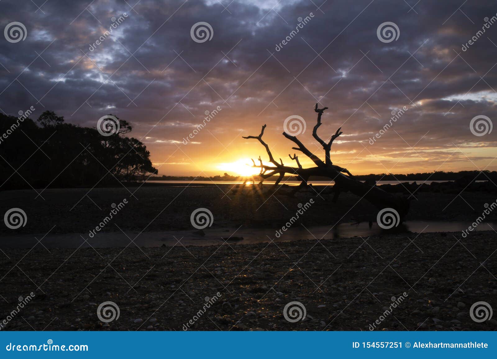 Dead Tree and Sunset at Beach Stock Image - Image of sandgate, sand ...