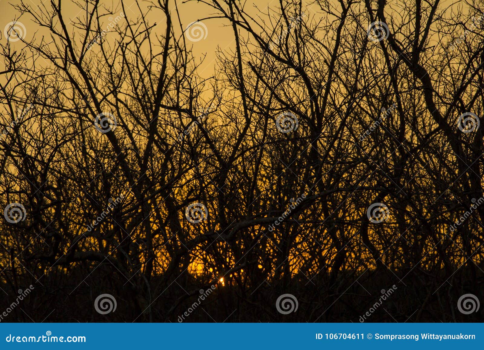 Dead Tree in the Sunset with a Bright Orange Background Stock Image ...
