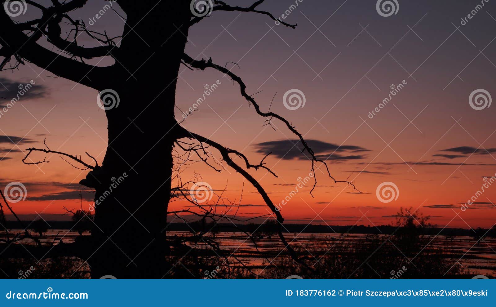 Dead Tree after Sunset Read Landscape Stock Photo - Image of poland ...