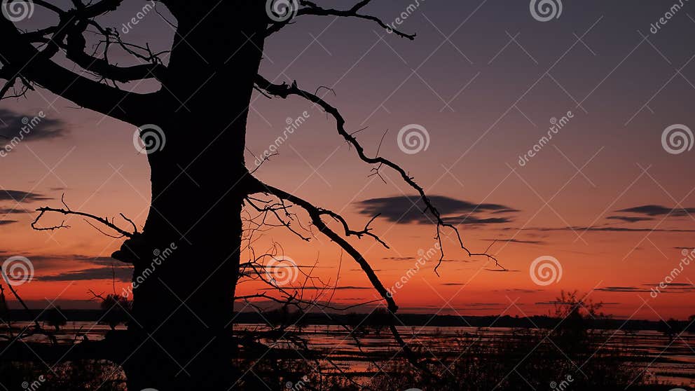 Dead Tree after Sunset Read Landscape Stock Photo - Image of poland ...