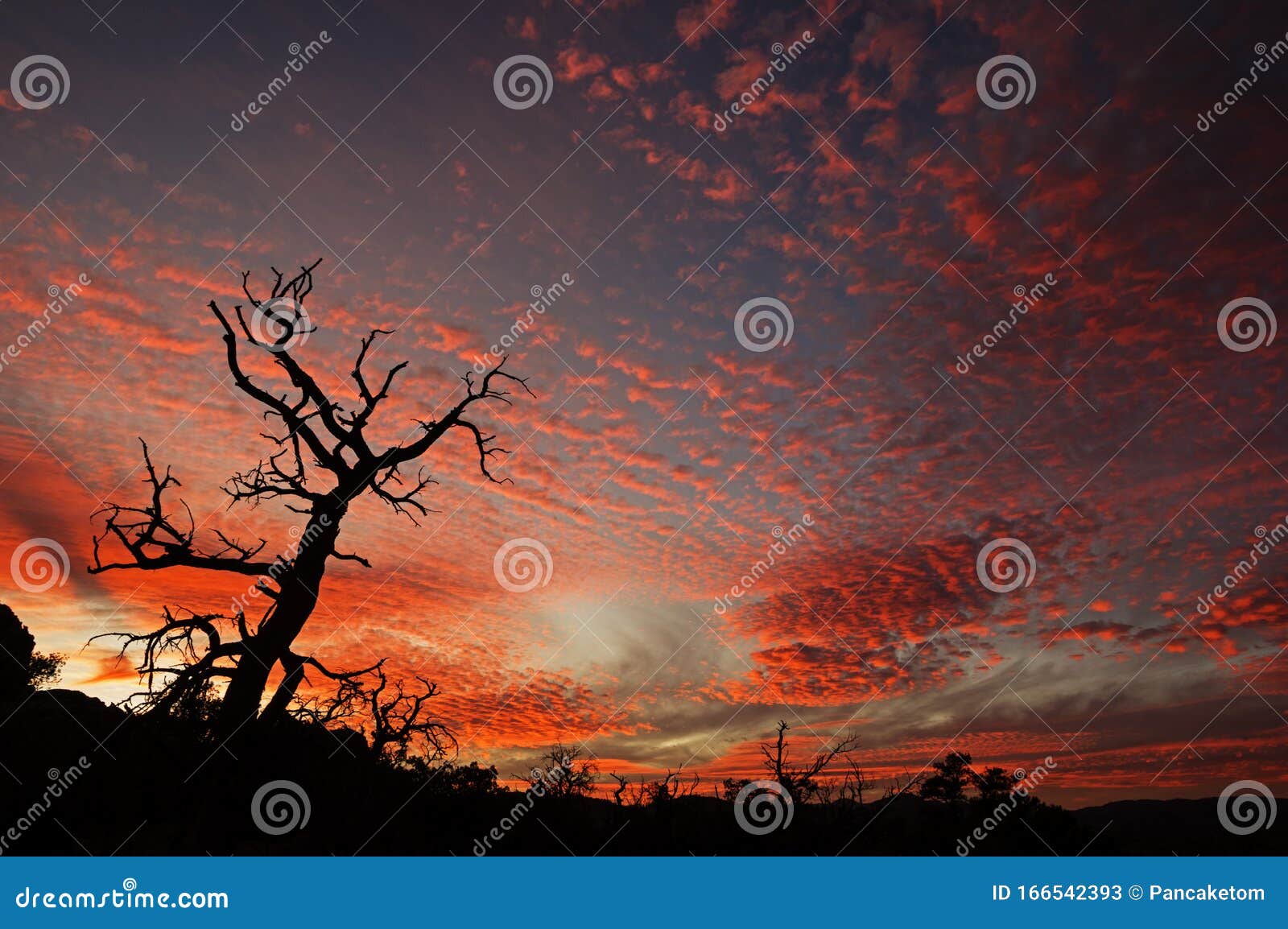 Dead Tree Sunset Silhouette Stock Image - Image of clouds, blue: 166542393