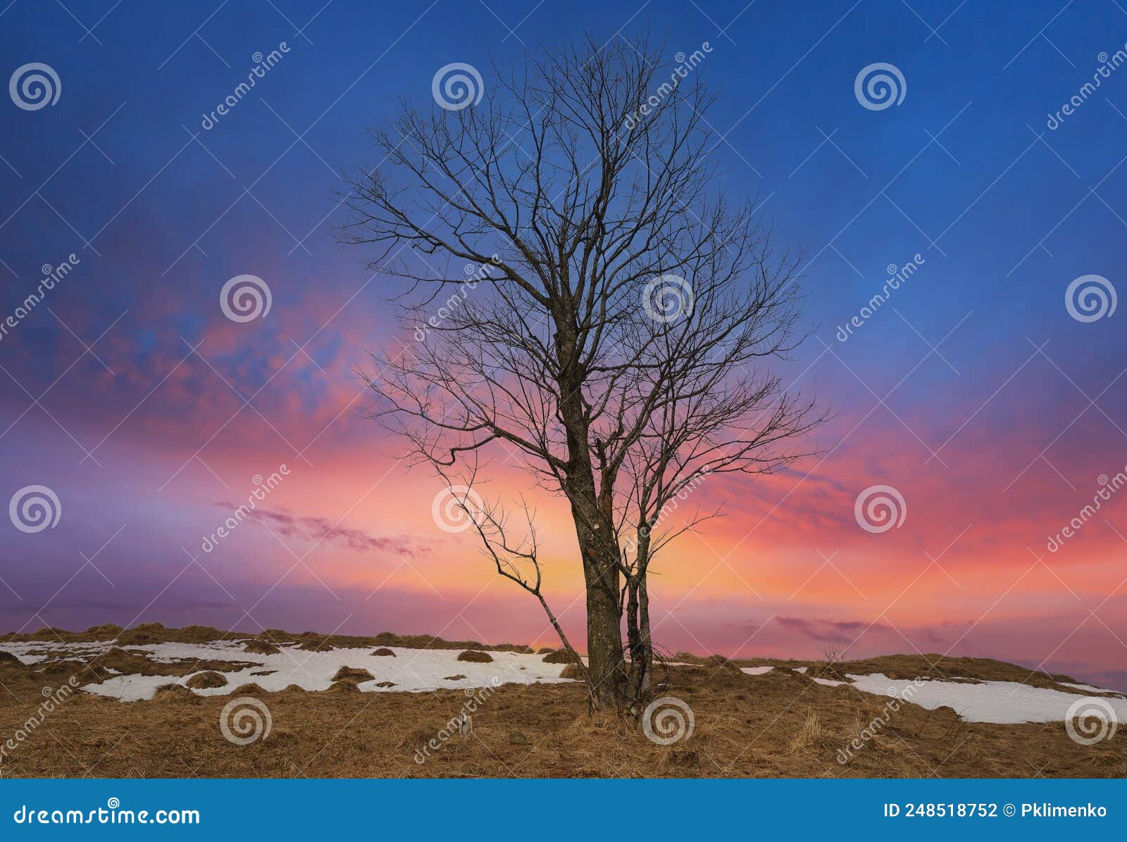 Dead Tree on Sunset Sky Background Stock Photo - Image of background ...