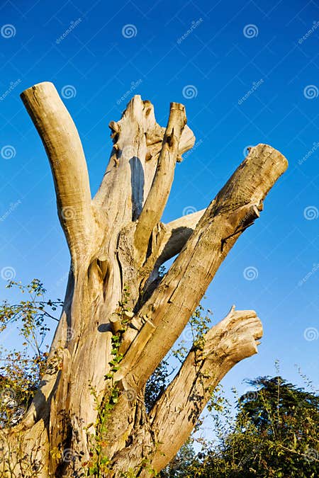 Dead Tree Support for New Life Stock Image - Image of lumber, branches ...
