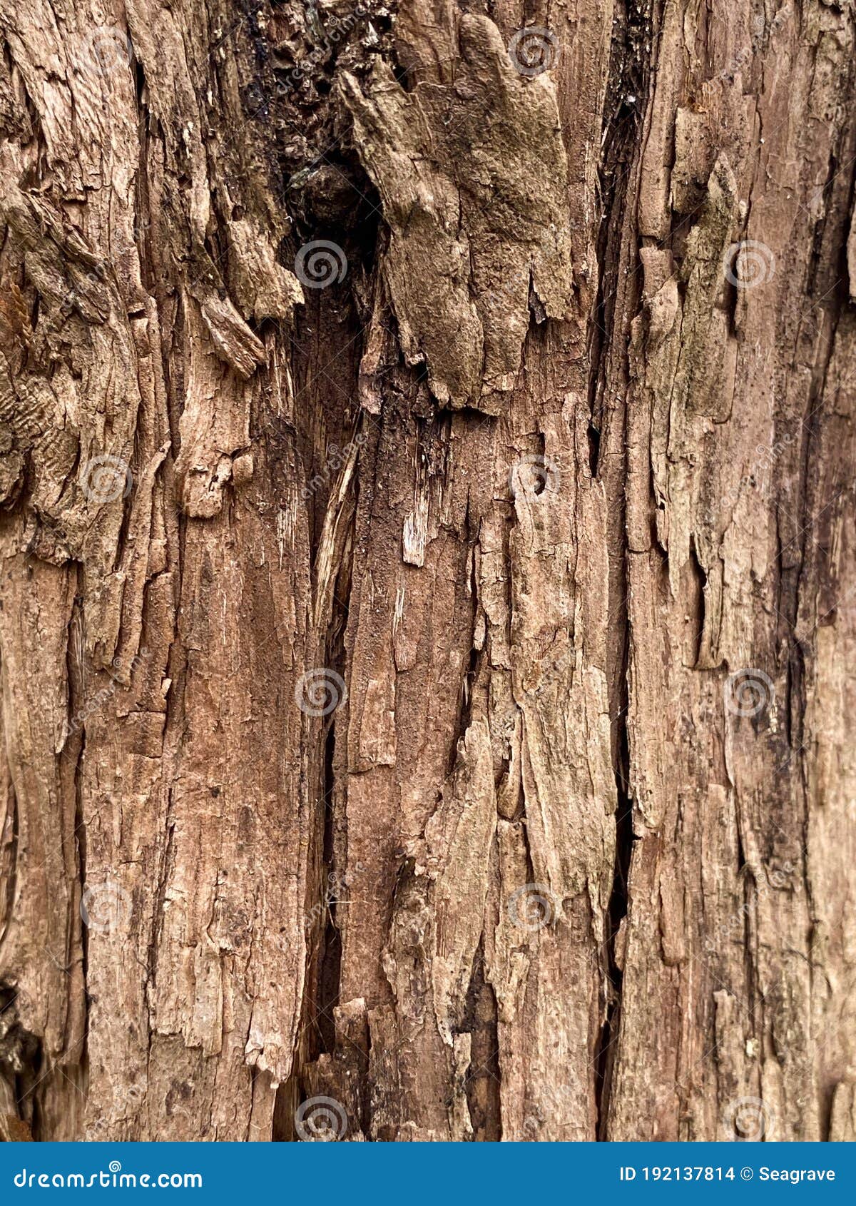 Tree Surface Texture Royalty-Free Stock Photo | CartoonDealer.com #82570539