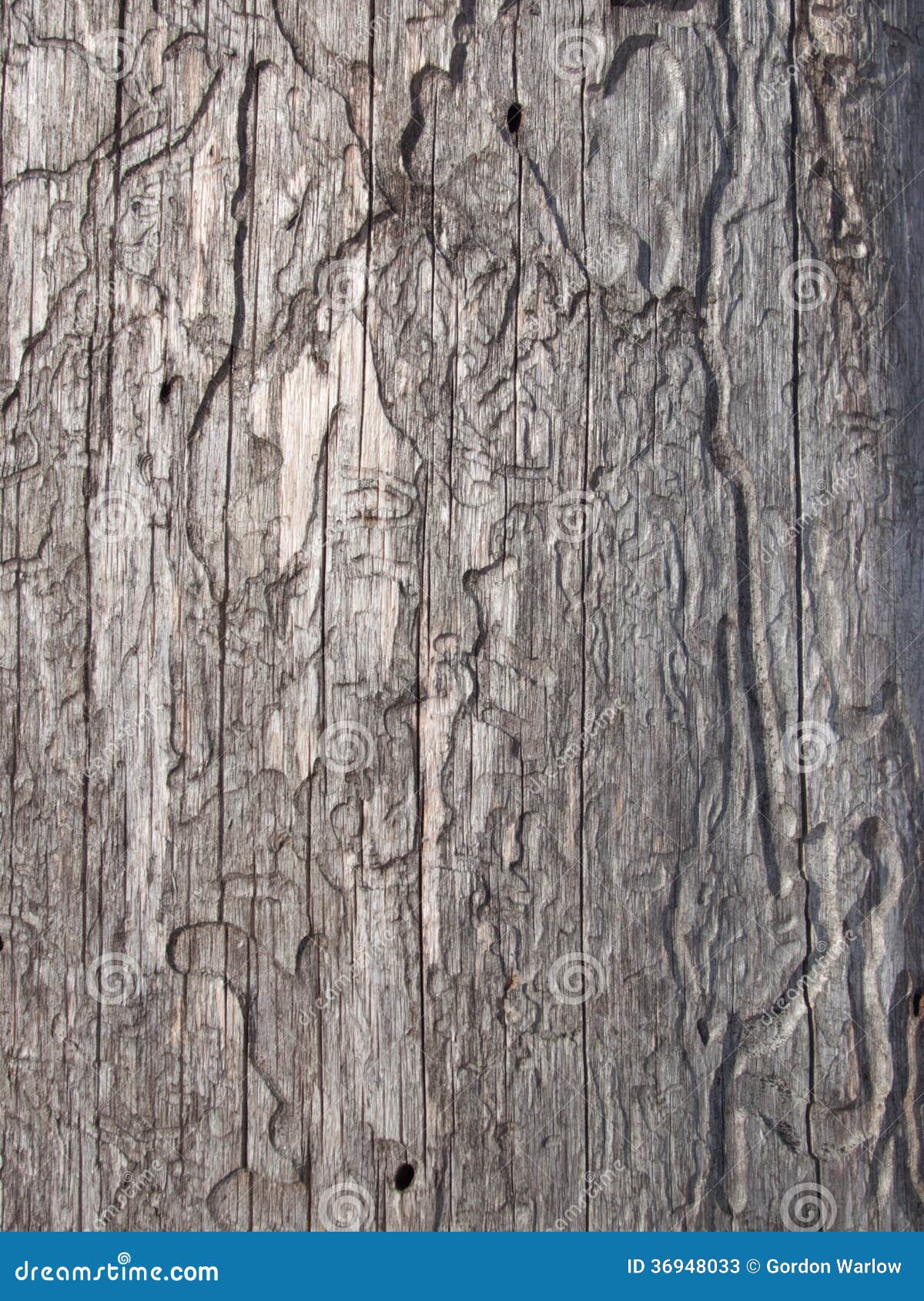 Dead tree surface texture stock image. Image of tree - 36948033