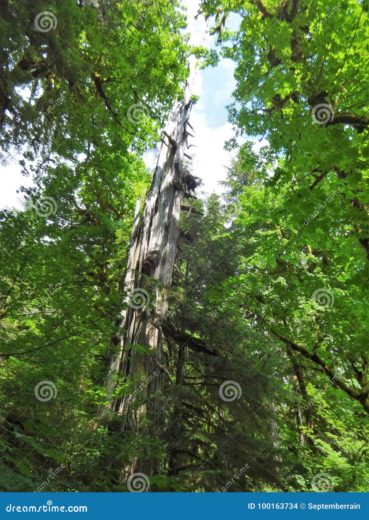 A Dead Tree Surrounded by New Life in a Forest Stock Photo - Image of ...