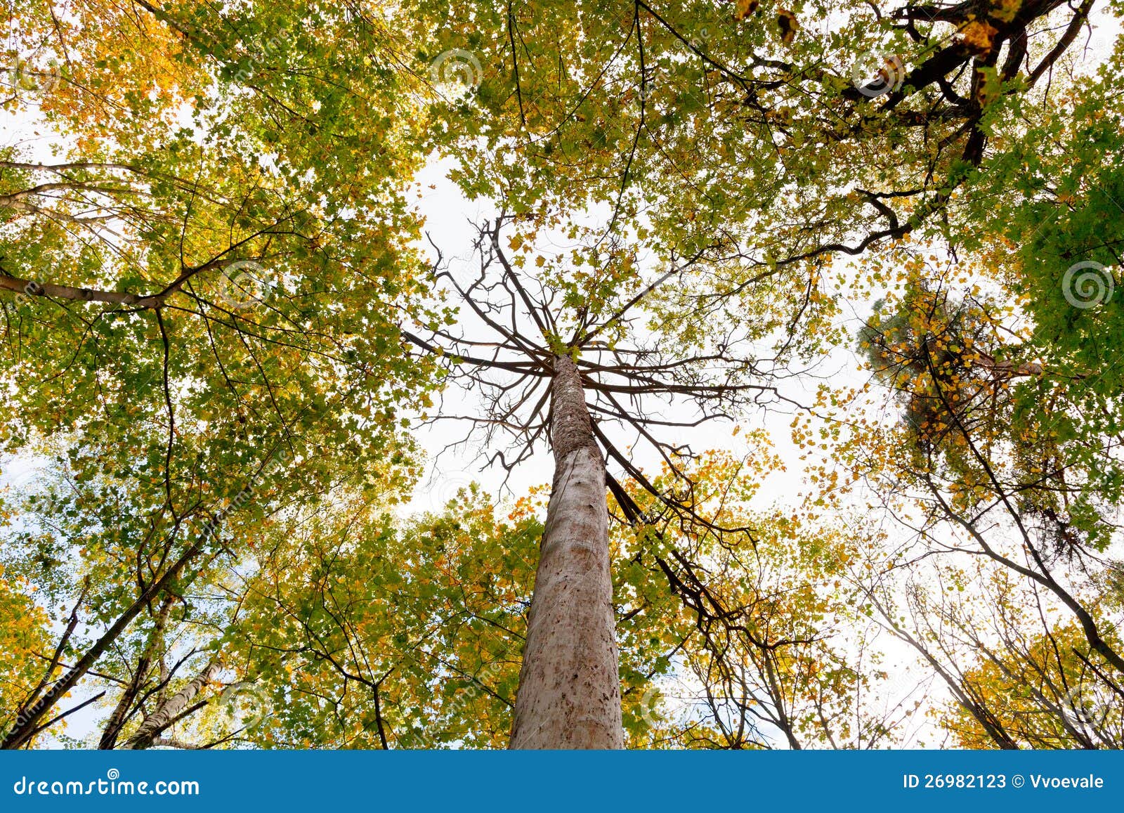 Dead Tree Surrounded by Yellow Green Autumn Maples Stock Image - Image ...
