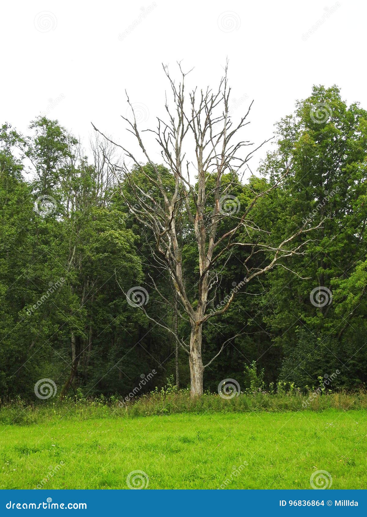 Dead tree in swamp stock photo. Image of nature, tree - 96836864