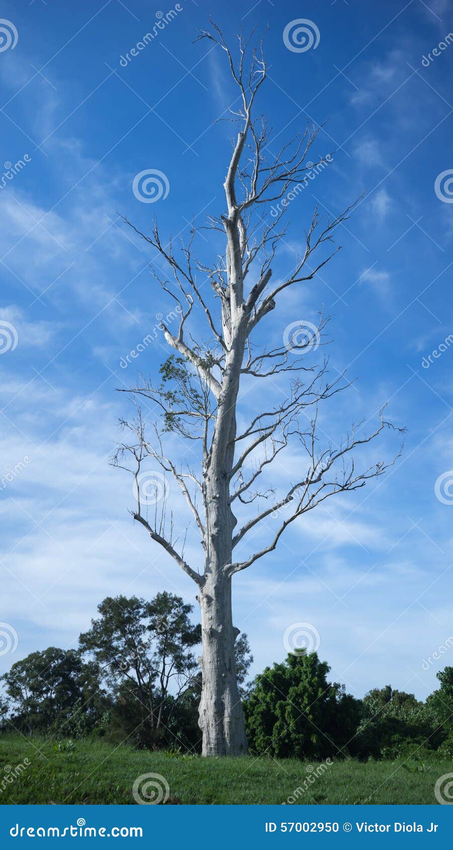 Dead Tree stock photo. Image of contrasting, decayed - 57002950
