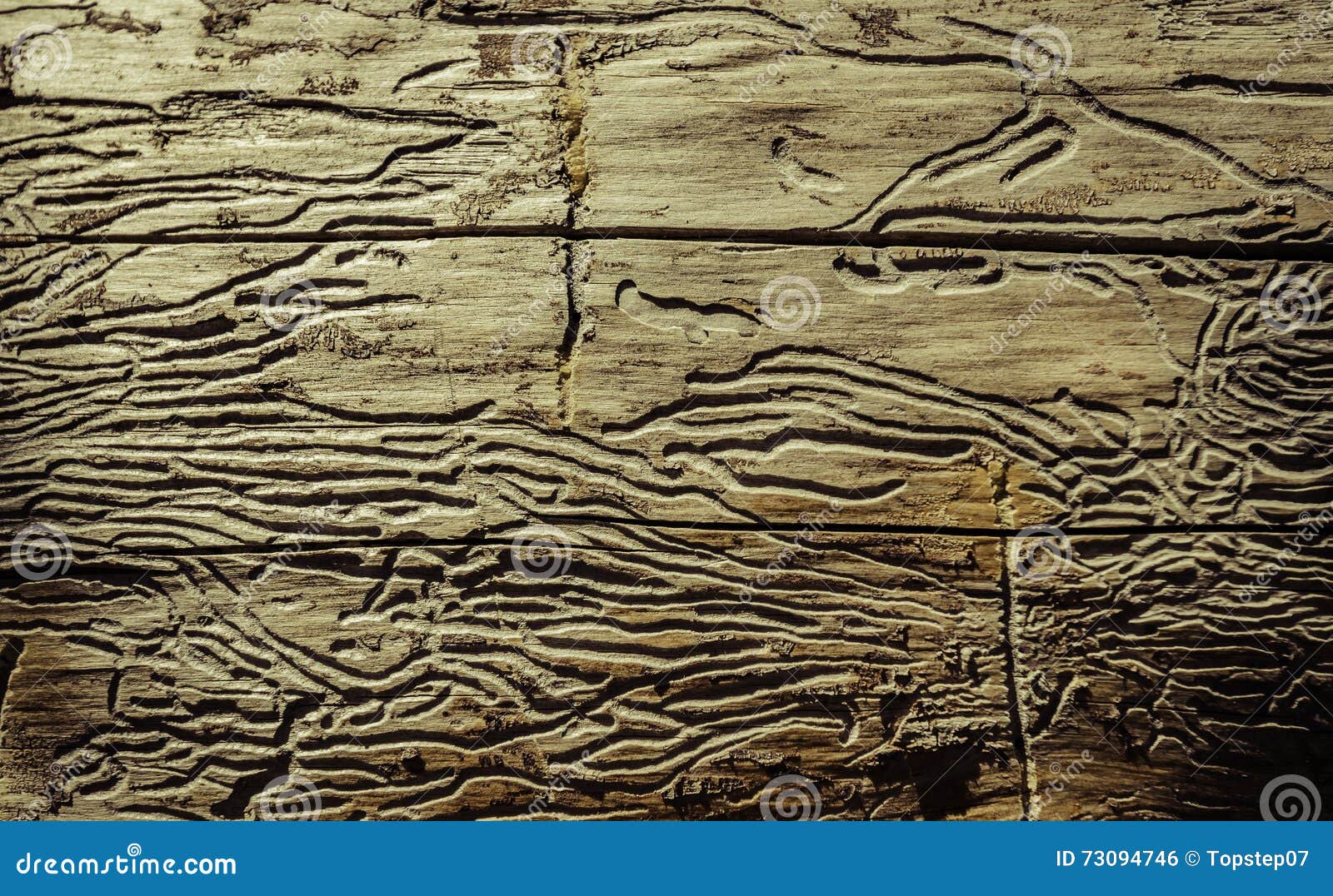 Dead Tree with Termite Path in Bryce Canyon Stock Photo - Image of tree ...