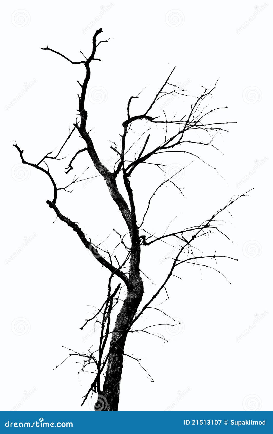 Dead tree texture stock image. Image of wood, outdoor - 21513107