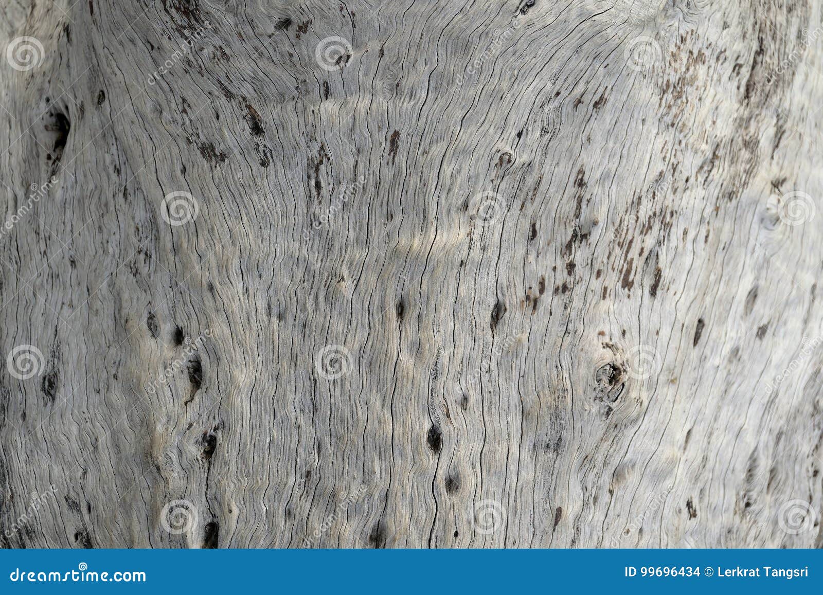Dead tree texture 2 stock photo. Image of grain, weathered - 99696434