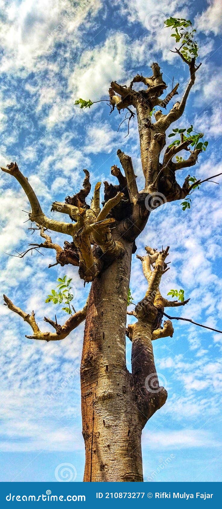 Almost dead tree stock image. Image of tree, dead, still - 210873277