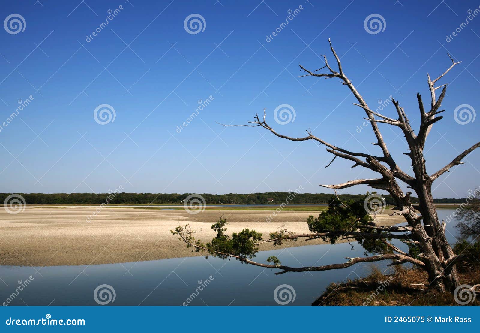 Dead Tree in Tidal Marsh stock image. Image of water, tree - 2465075
