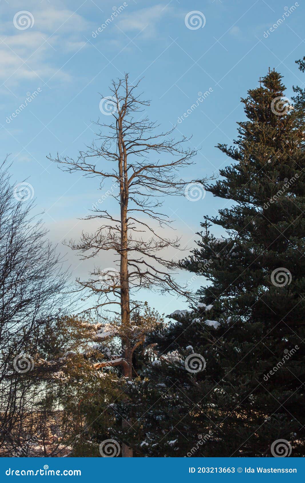 Dead Tree Top Behind the Fir Stock Image - Image of tree, biodiversity ...