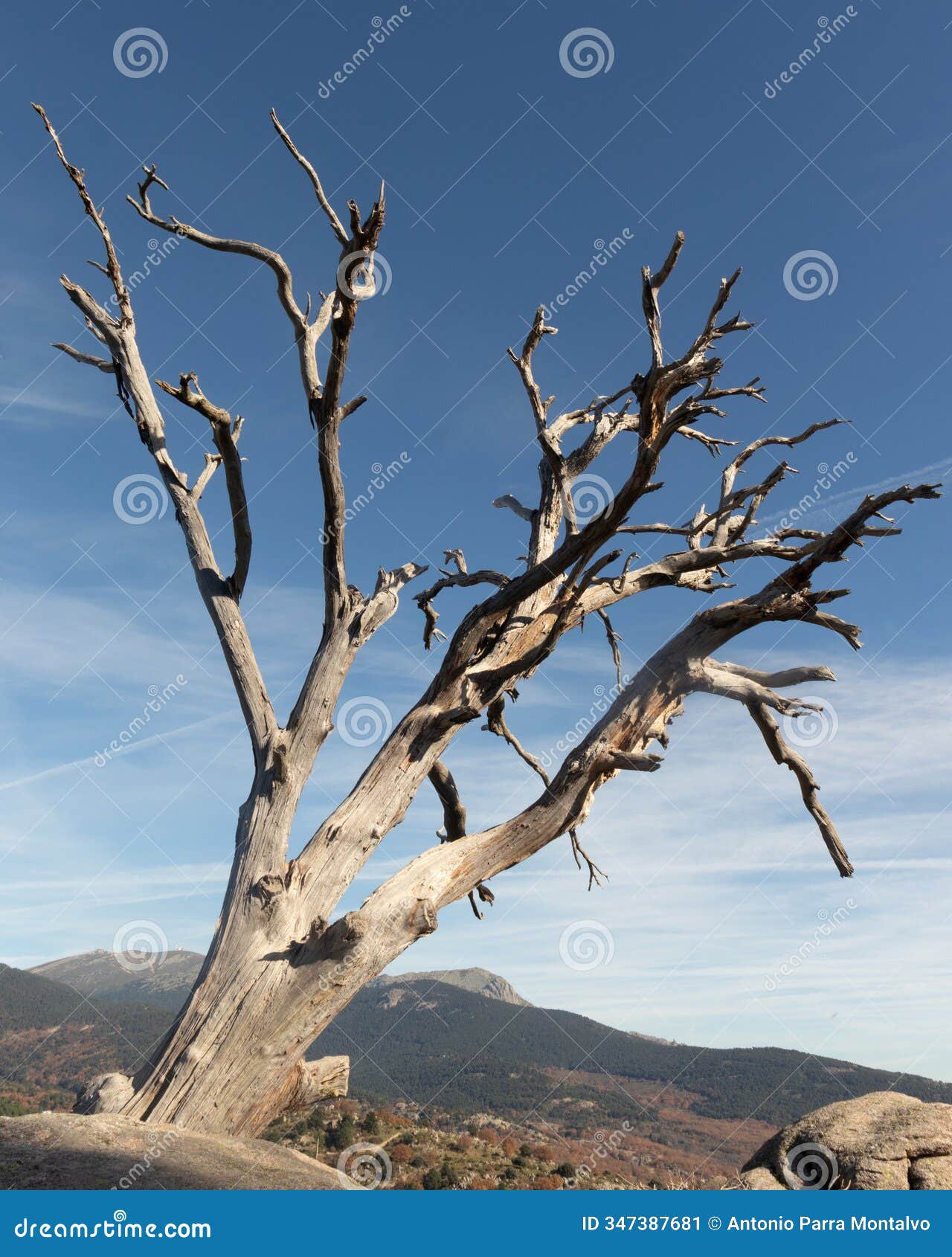 Dead tree at the top stock image. Image of plant, background - 347387681