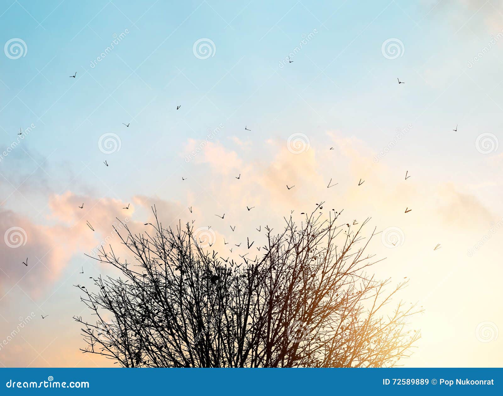 Birds Fly Over The Banyan Tree To Make Nests Stock Photography ...