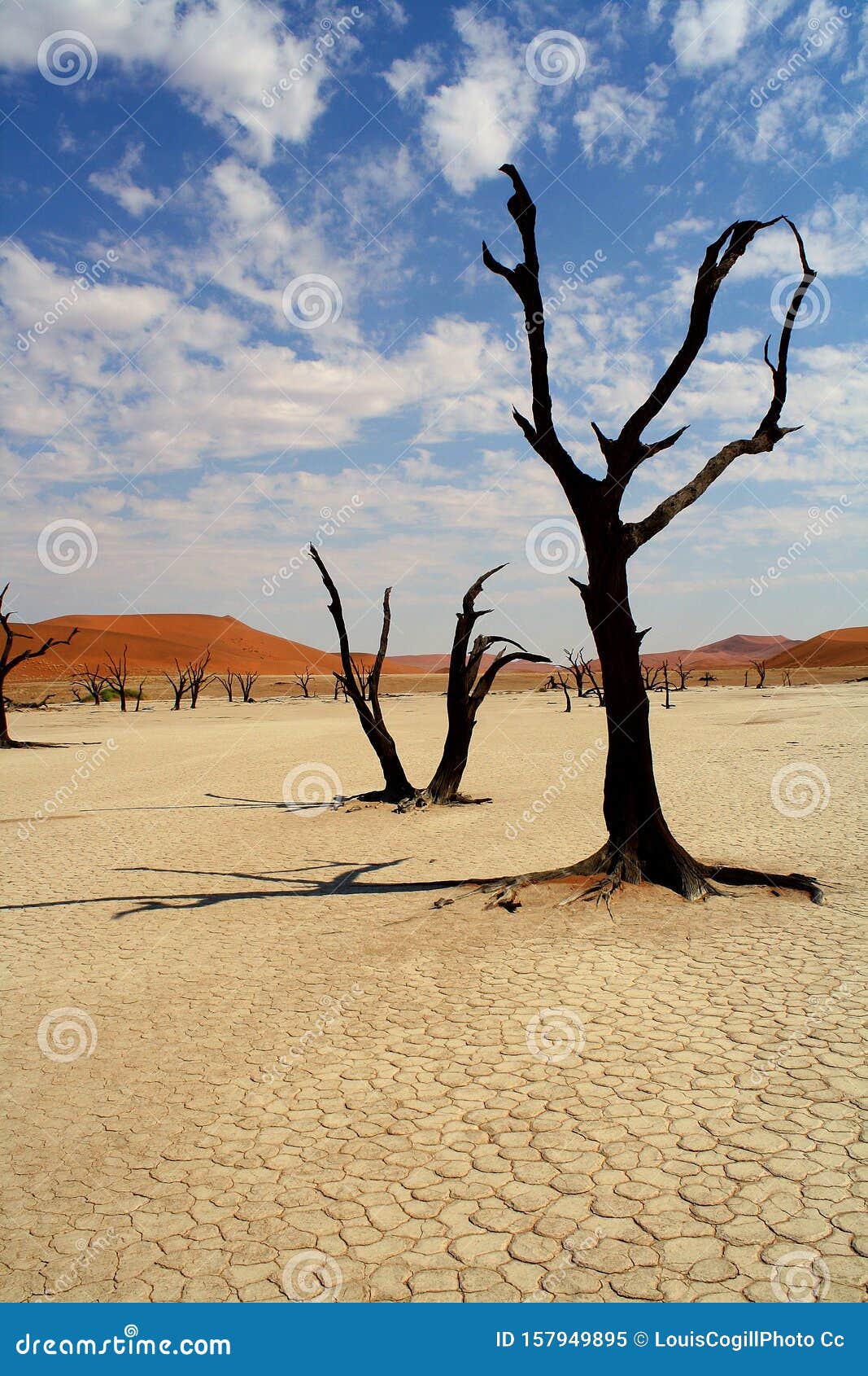 Dead Tree stock image. Image of desert, tree, valey - 157949895