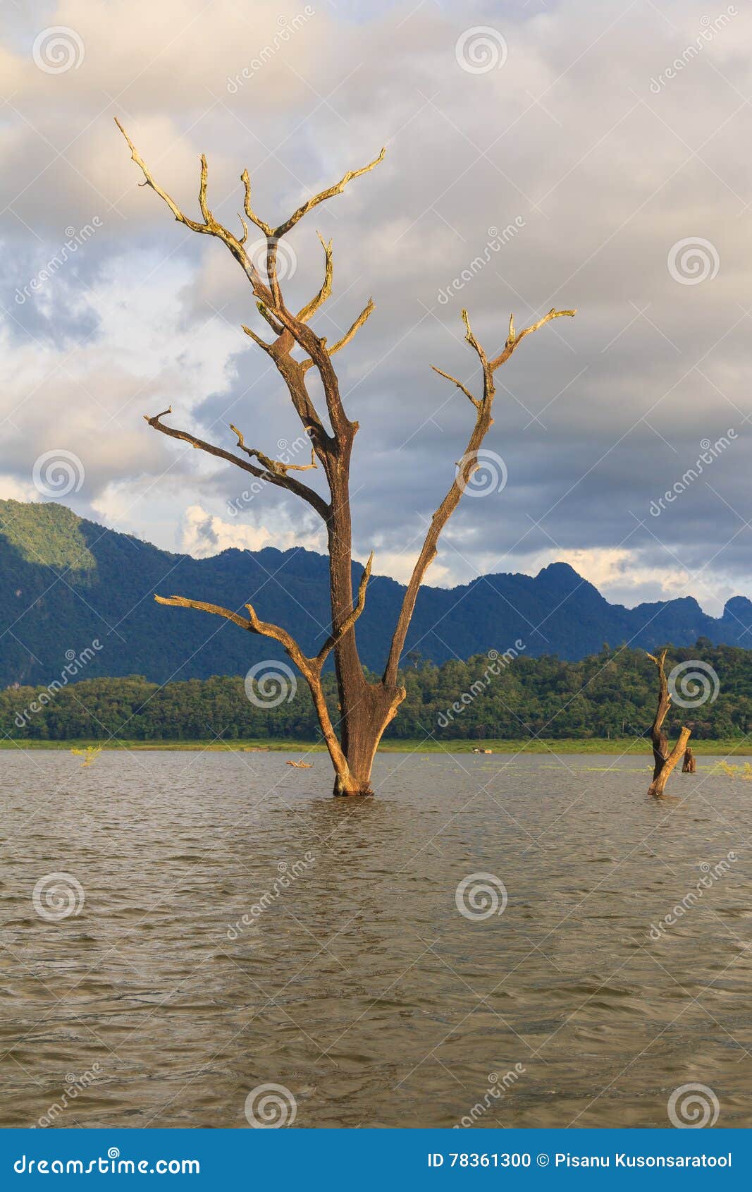 Dead tree stock photo. Image of mountains, forestry, nature - 78361300