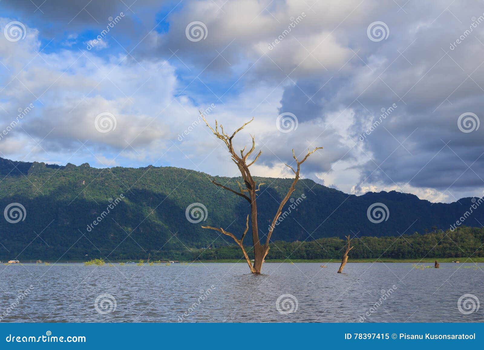 Dead tree stock image. Image of pond, green, mountains - 78397415
