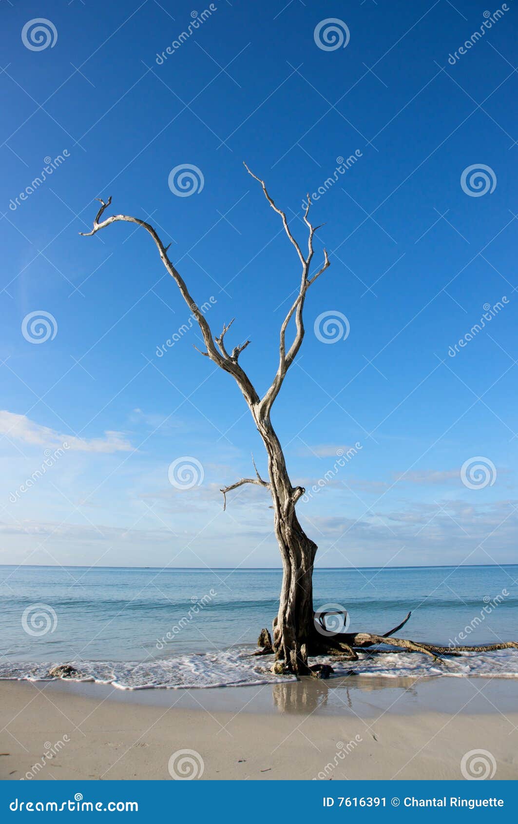 Dead Tree on Tropical Beach Stock Image - Image of tree, edge: 7616391