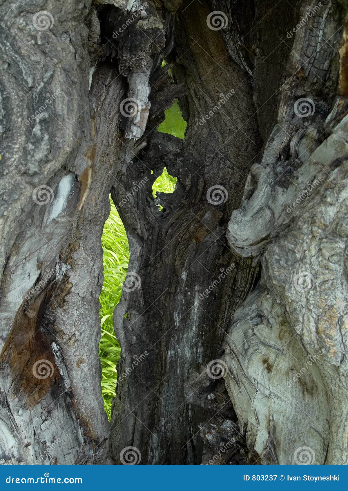 Dead Tree Trunk stock image. Image of decay, green, dirt - 803237