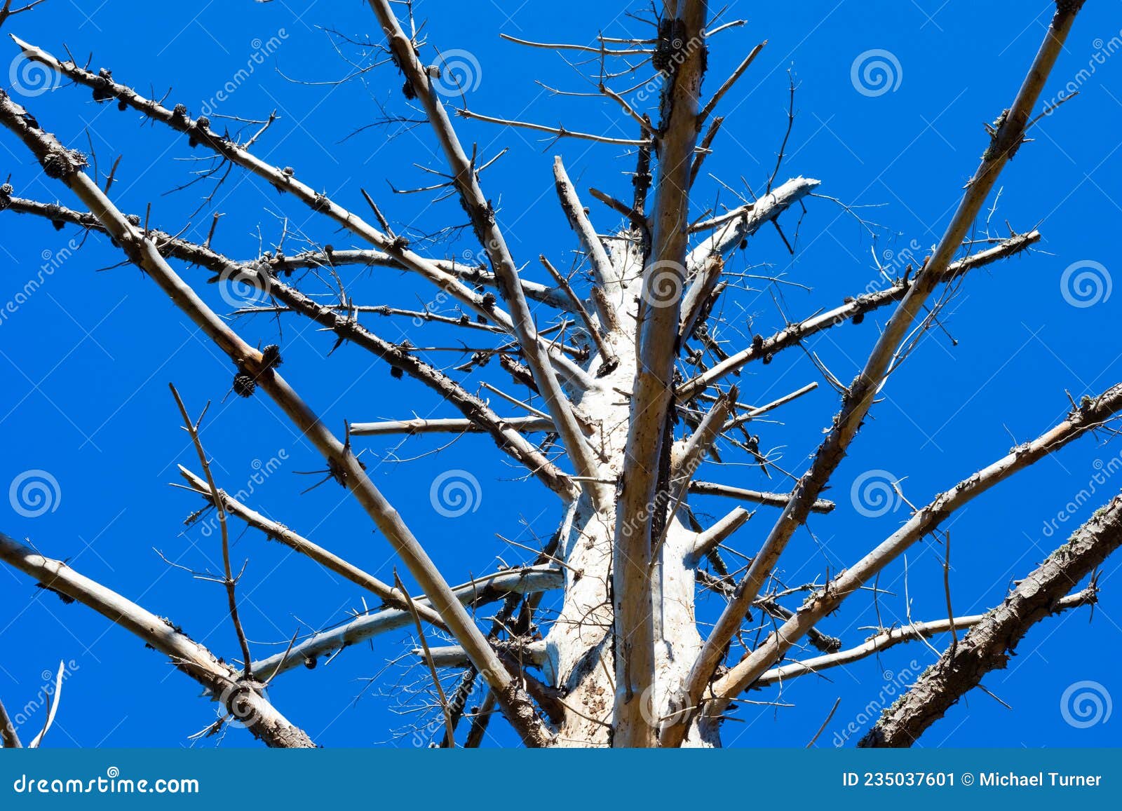 Dead Tree-trunk and Branches in a Pine Forest Plantation Stock Image ...