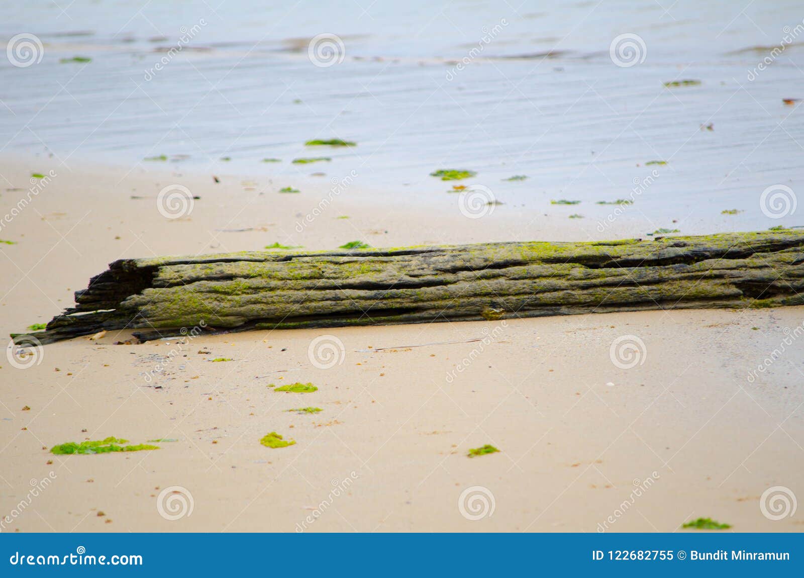 Dead Tree Trunk Covered with Moss on a Beach. Stock Image - Image of ...