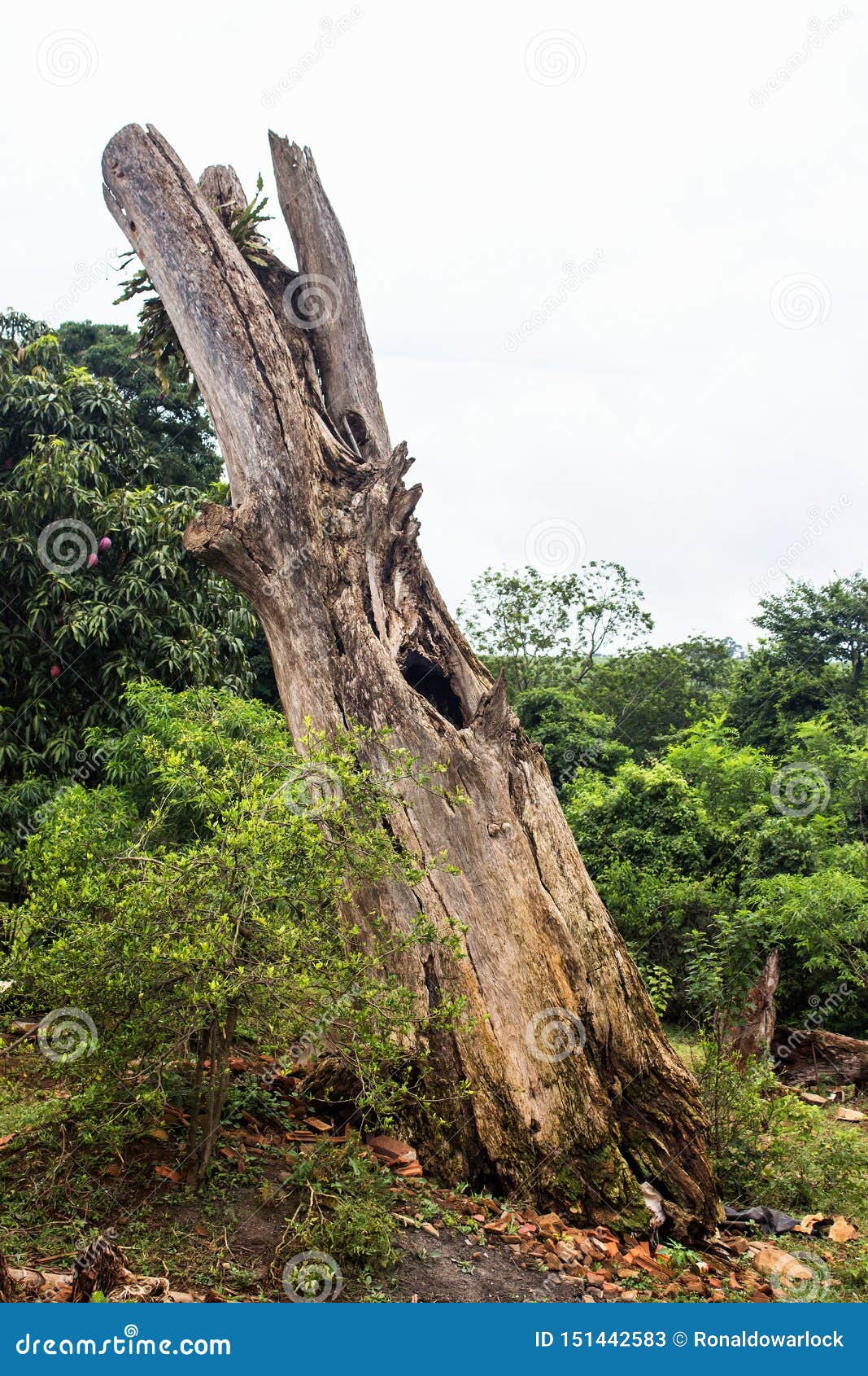 Dead tree trunk stock image. Image of botanical, left - 151442583